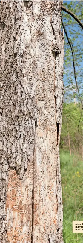 Lingering trees: New hope for NY forests - PressReader