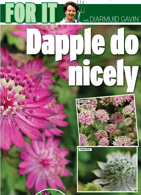 Dapple do nicely - PressReader