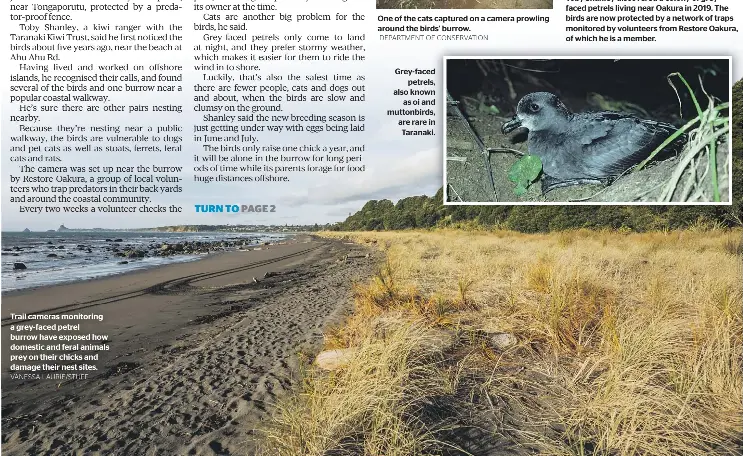 Predators caught on camera around seabirds’ burrow - PressReader