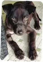 Animal Adoption - PressReader