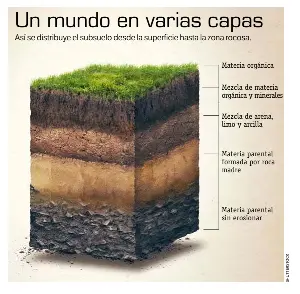 LA INCREÍBLE Y DESCONOCID­A VIDA DEL SUBSUELO - PressReader