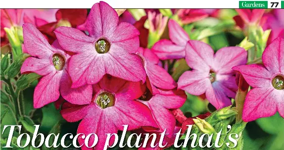 Tobacco plant that’s SMOKING HOT - PressReader