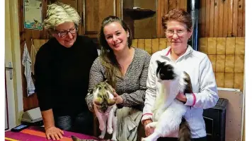 Qui veut adopter un chat ? - PressReader