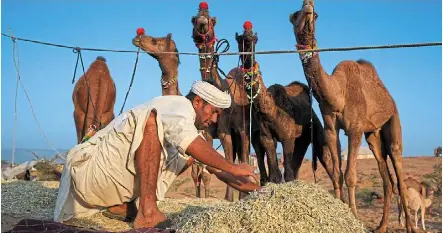 Camel fair repackaged as tourist attraction - PressReader