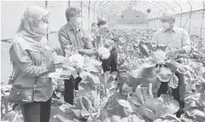 MARDI hasil teknologi kubis bunga tanam di tanah rendah - PressReader