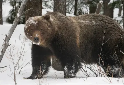 Legendary Banff grizzly 'The Boss' awakens as Alberta bears begin to ...