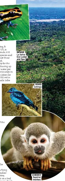 JUNGLE ALL THE WAY - PressReader