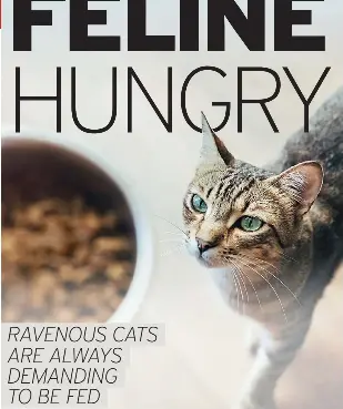 FELINE HUNGRY - PressReader