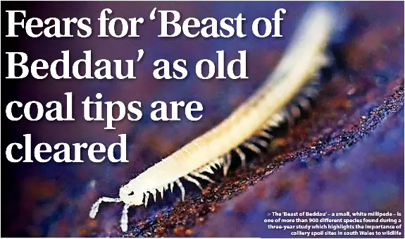 Fears for ‘Beast of Beddau’ as old coal tips are cleared - PressReader