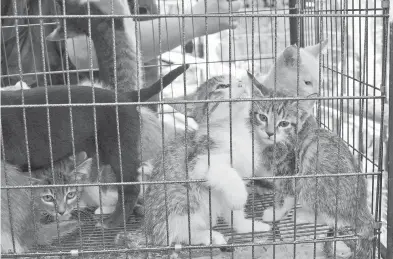 Castigan 1.5% de casos de maltrato animal - PressReader