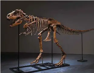 Gorgosauru­s skeleton - PressReader