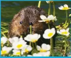 FOCUS ON: Water voles - PressReader