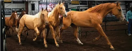 2025 Heart of the Horse! - PressReader