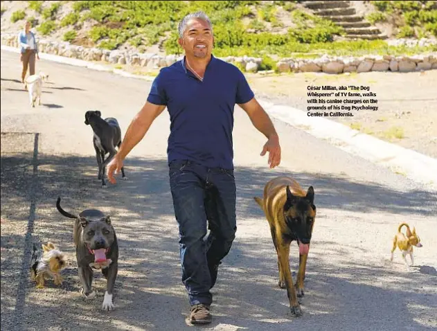 SUE YOU, DOG GURU - PressReader