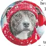 Why pets at not the ‘paw-fect’ gift - PressReader