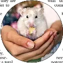 NATION Small pets.. small bills OF DOG hamster LOVERS - PressReader