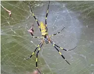 Giant Joro spiders spreading rapidly across eastern US - PressReader