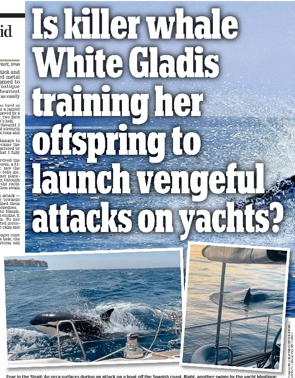 Is killer whale White Gladis training her offspring to launch vengeful attacks on yachts ...