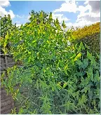 ASK DIARMUID - PressReader