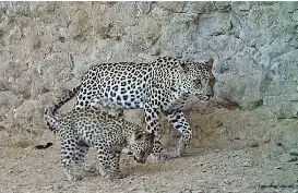 Rare sighting of Arabian leopard mother and cub in Dhofar - PressReader