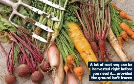 When to harvest winter veg in time for Christmas - PressReader