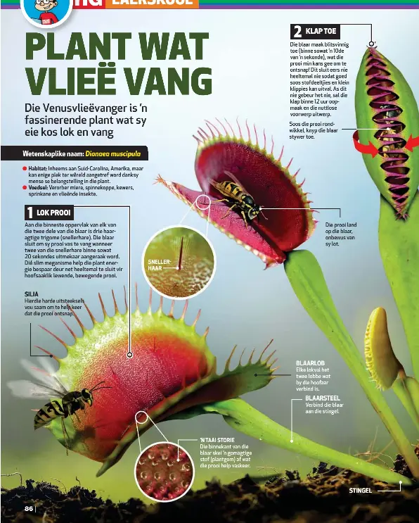 Die fassineren­de Venusvlieë­vanger - PressReader