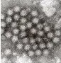 Reported outbreaks show norovirus back in full force - PressReader