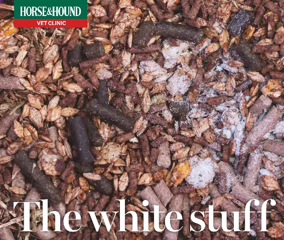 Vet clinic - PressReader