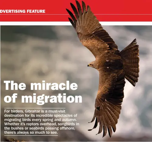 The miracle of migration - PressReader