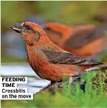 Real hunger for more irruptions - PressReader