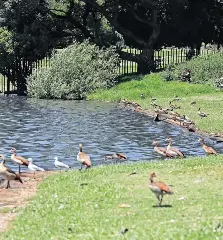 SAHRC declares Wemmer Pan lake an ‘environmen­tal disaster’ - PressReader