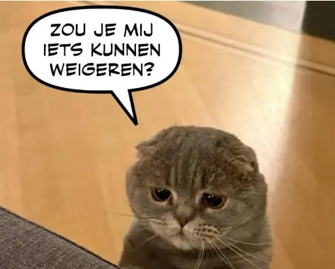 Belgian PM’s cat Maximus is social media star with ‘subliminal ...