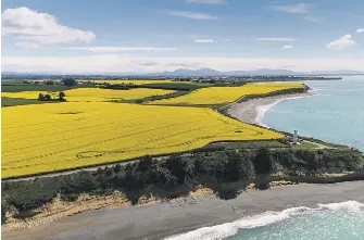 Pure Oil NZ, more than just cooking oil - PressReader