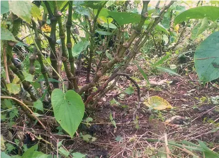 Gumatuatak­i na tei yaqona mai Gau - PressReader