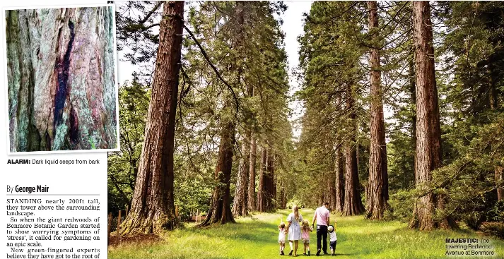 Saved for the nation, the giant redwoods which were dying off ...