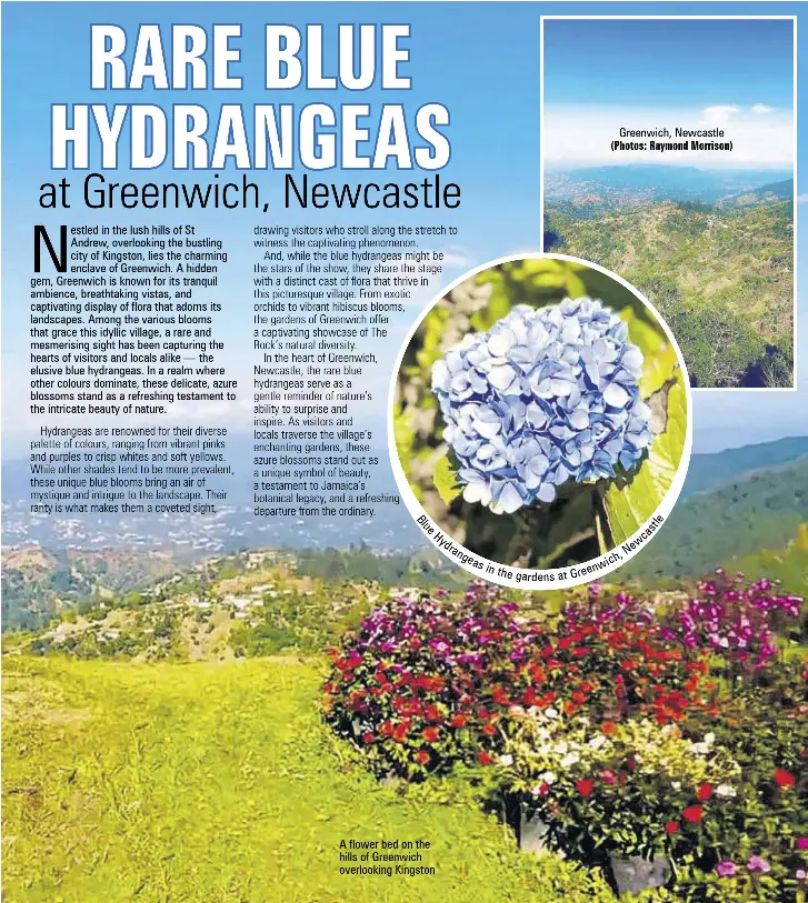 RARE BLUE HYDRANGEAS - PressReader