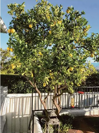 Meyer lemon trees need some room to grow - PressReader