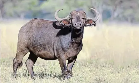 Phala Phala ankole and buffalo sold for R6.8m - PressReader