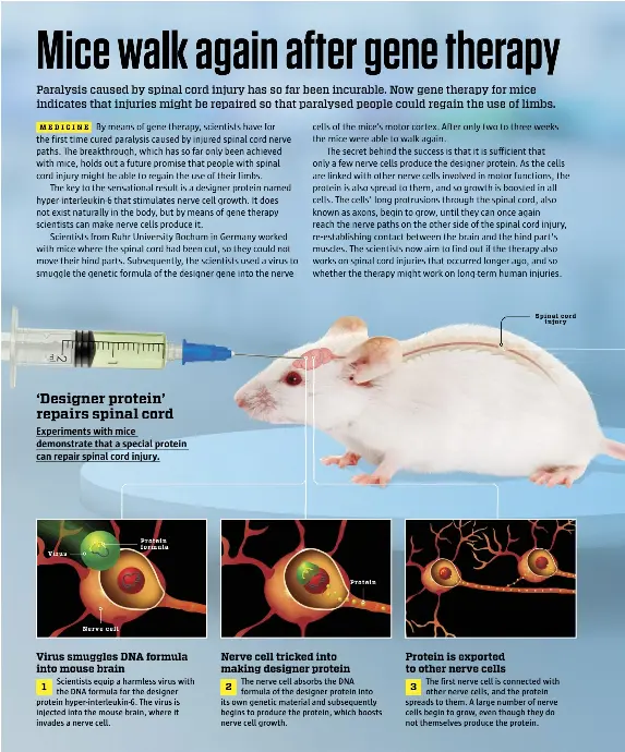 Mice walk again after gene therapy - PressReader