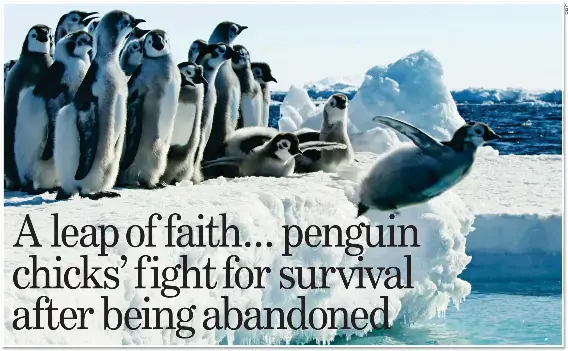 A leap of faith... penguin chicks’ fight for survival after being ...