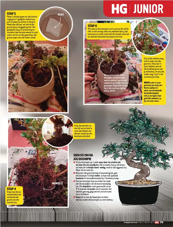 Maak jou eie bonsai - PressReader