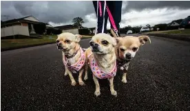 ‘They’re my kids’: pet theft, pet detectives and the rise of the ‘multispeci­es family ...