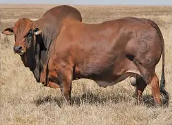 Hurwitz Farming Boran Bull and Breeding Sale - PressReader