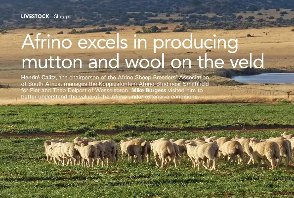 Dual-purpose Afrino bred to beat the drought - PressReader