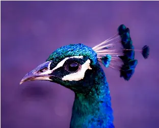 The peacock parent problem: how to survive being raised by a narcissist ...