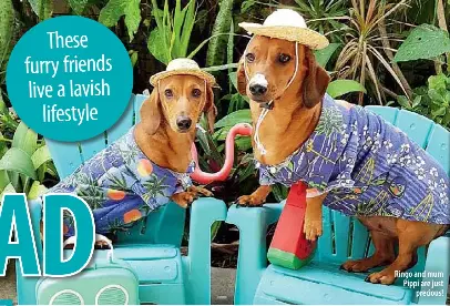 My pooch wears a bikini! - PressReader