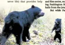 COLOMBIAN COFFEE GROWERS WELCOME TRUCE WITH ‘PADDINGTON’ BEAR - PressReader