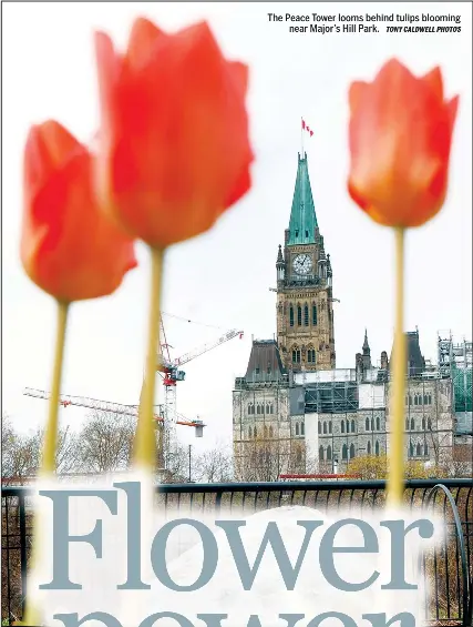 Flower power - PressReader