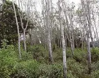 Pengurusan ladang baik mampu stabilkan industri getah - PressReader