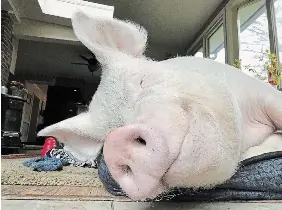 Esther the Wonder Pig loved all food. Just not kale - PressReader